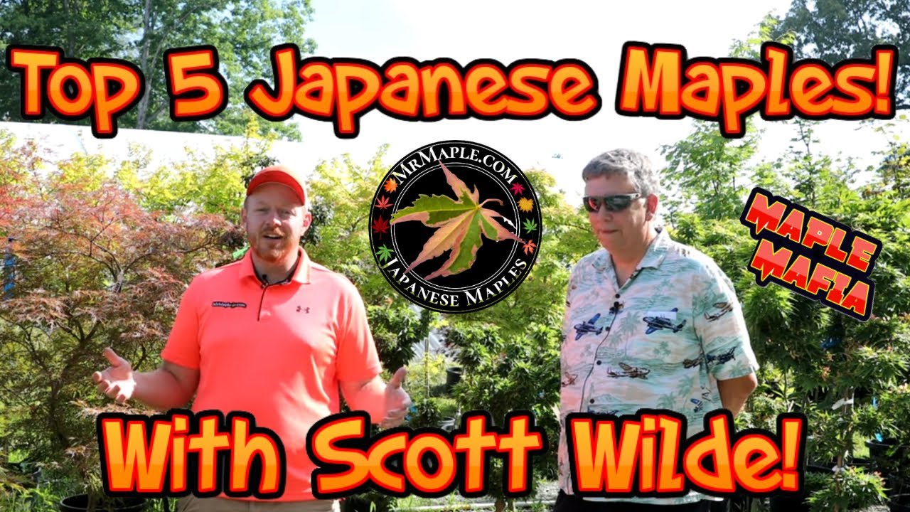 Top 5 Japanese Maples with Scott Wilde! - YouTube