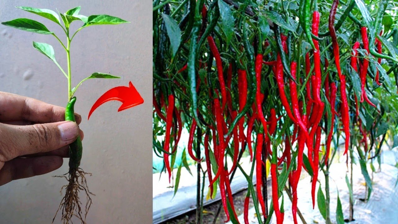 New skills! How to grow grafting a chili tree from chilies fruit in pot ...