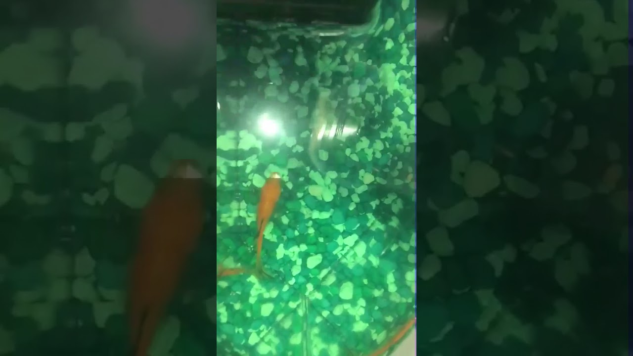 Fish - C Startle Response - YouTube