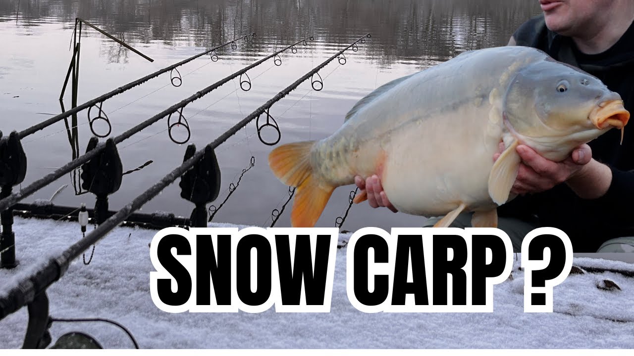 CARP FISHING - SNOW CARP ?? Linear fisheries & Westmoor Fisheries ...