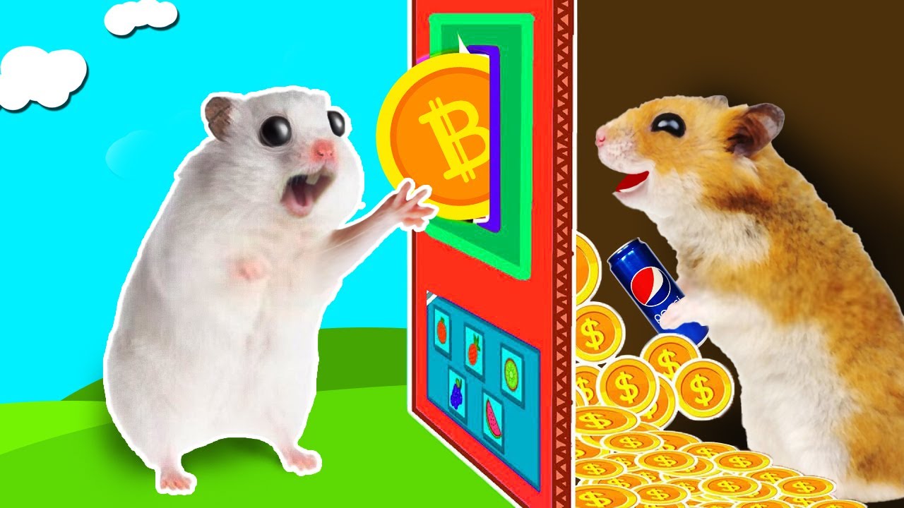 Hamster Plays Colorful Vending Machine Maze Traps | Amazing Hamster ...