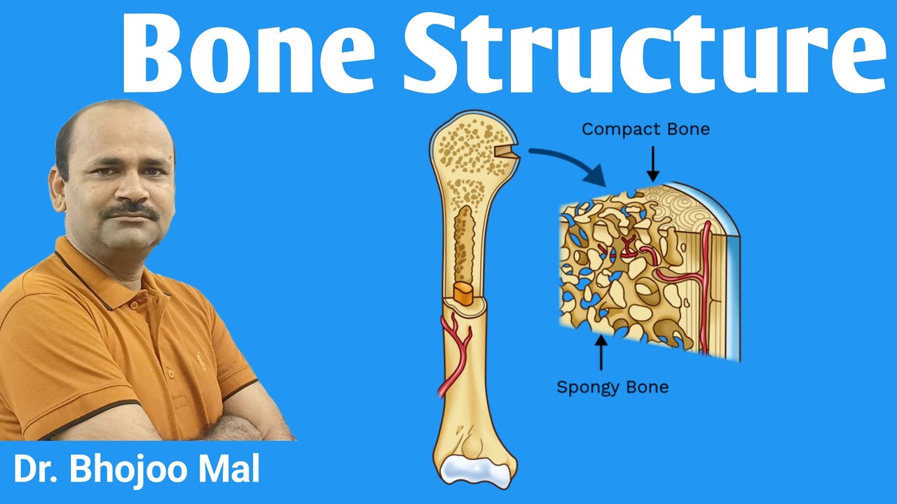 Bone | Structure of Bone | Bone Structure | class 12 biology | by Dr ...