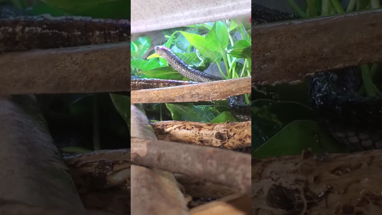 Thrasops Occidentalis drinking (Western Black Tree snake - YouTube