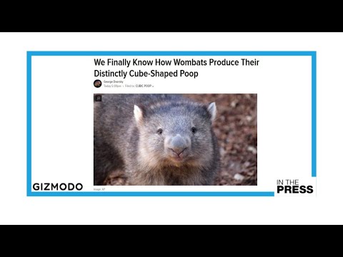 Cubic poop: Scientists crack mystery of wombats' square-shaped faeces ...