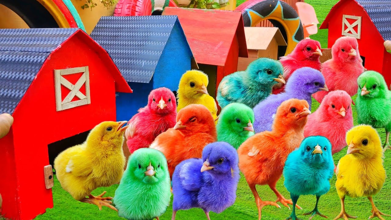Menangkap Ayam Warna Warni,Ayam Lucu,Ayam Rainbow Gokil, Bebek imut ...