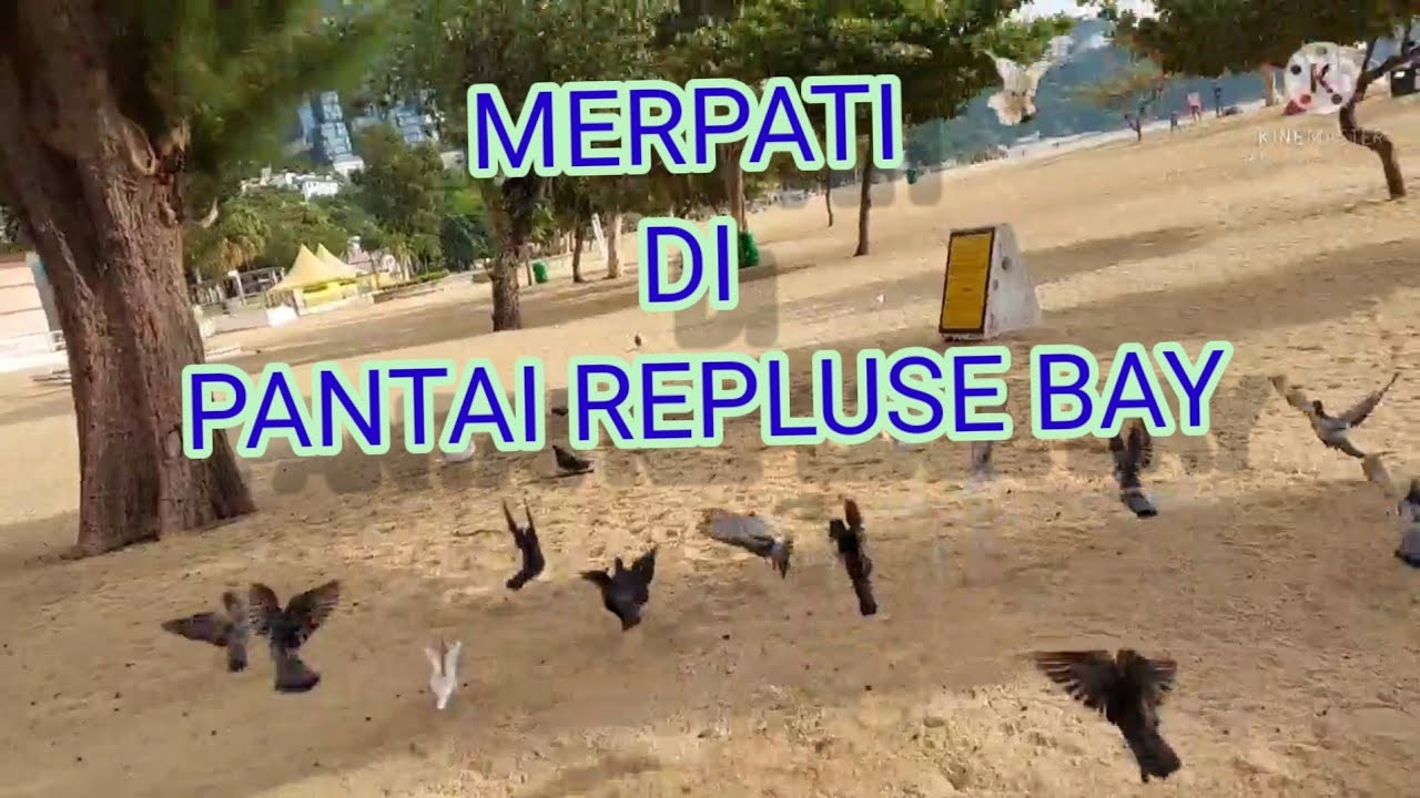 bakyak burung merpati di pantai repluse bay #thereplusebaybeach # ...