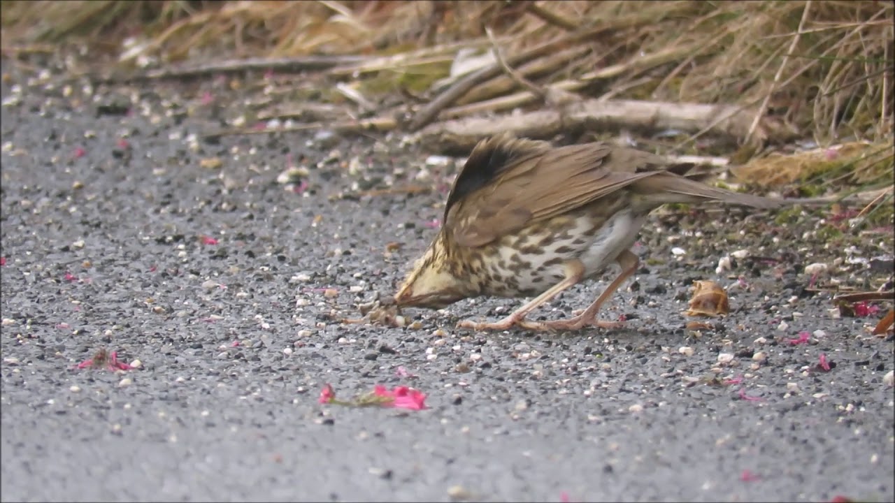 Song Thrush eating a snail - YouTube