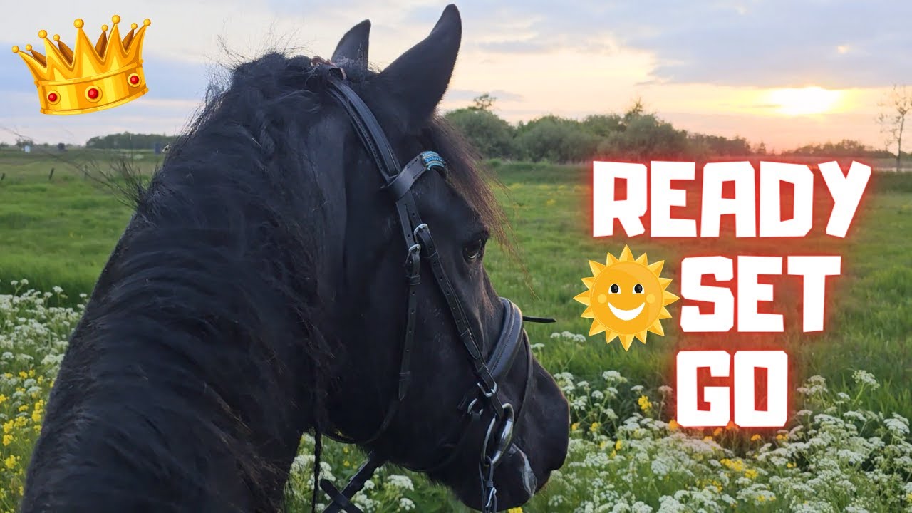 Ready, (sun)set, go!🌞| Riding Queen👑Uniek | Peach is cute! | Friesian ...