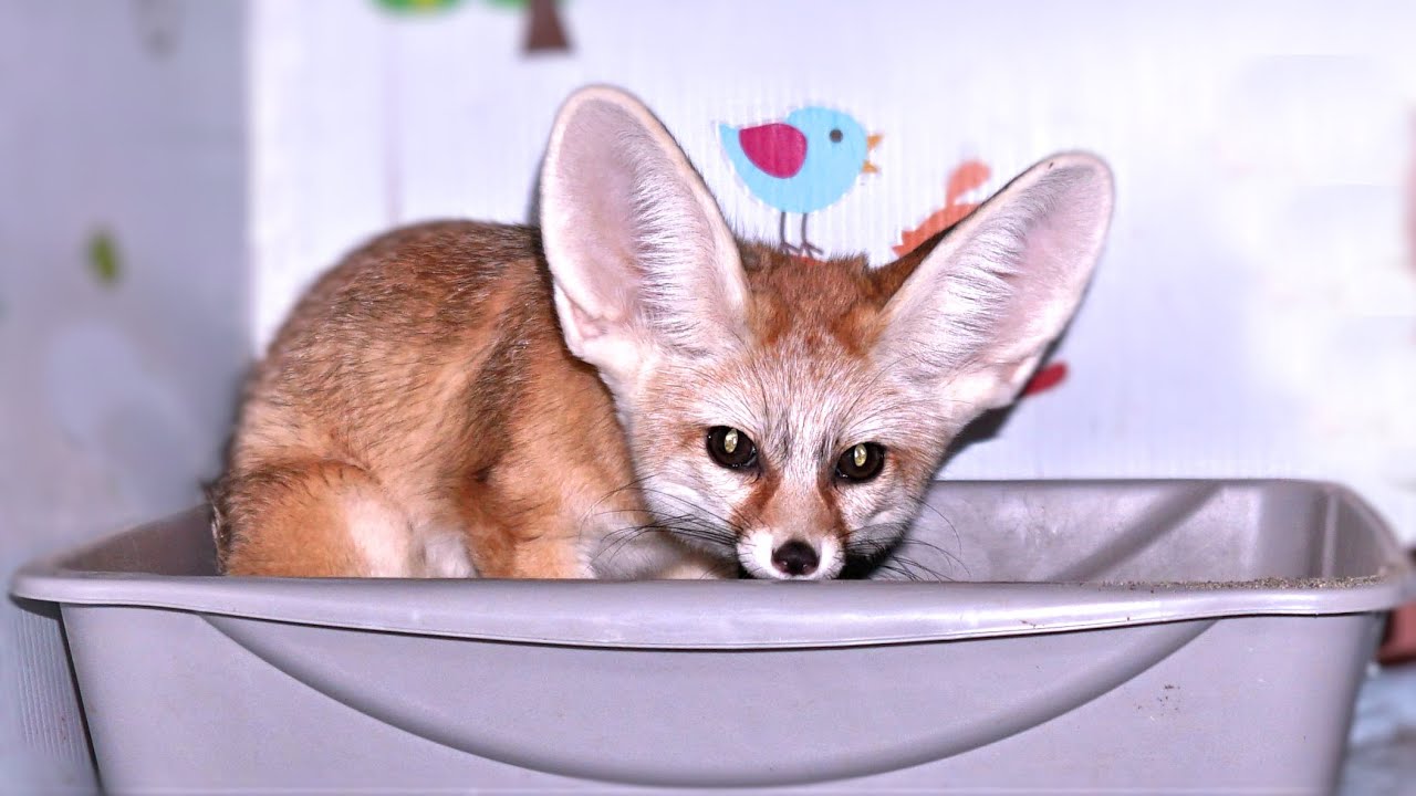 Fennec Fox Facts: The Poop - YouTube