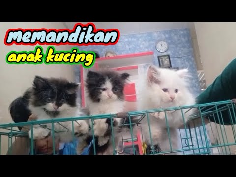 MEMANDIKAN ANAK KUCING || 2 BULAN - YouTube