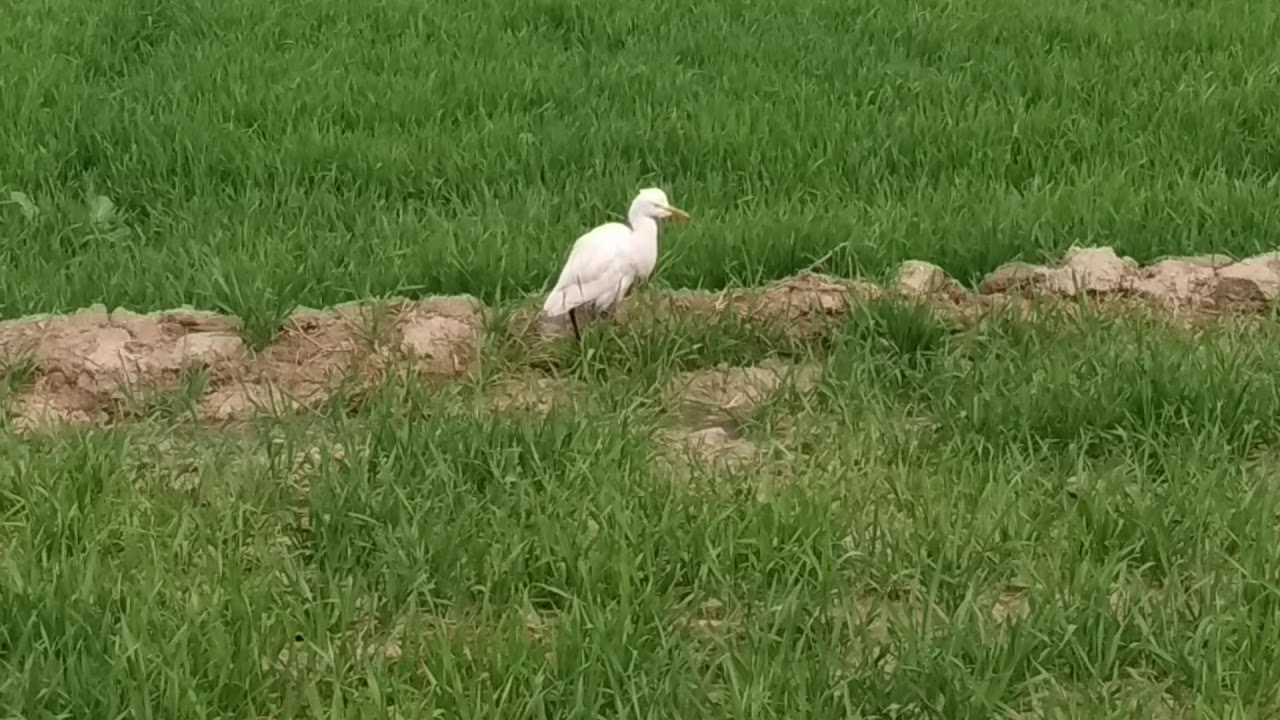Amazing bird in our village | Beautiful village life #shorts - YouTube