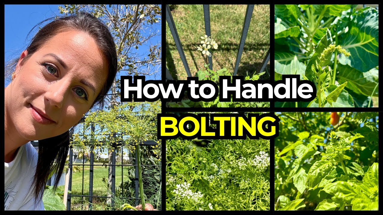 Letting Your Plants BOLT and FLOWER Has MAJOR Benefits - YouTube