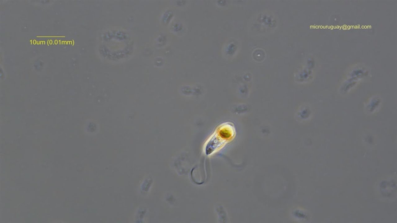 Flagelado de agua dulce de la familia Diplonemidae - Freshwater ...