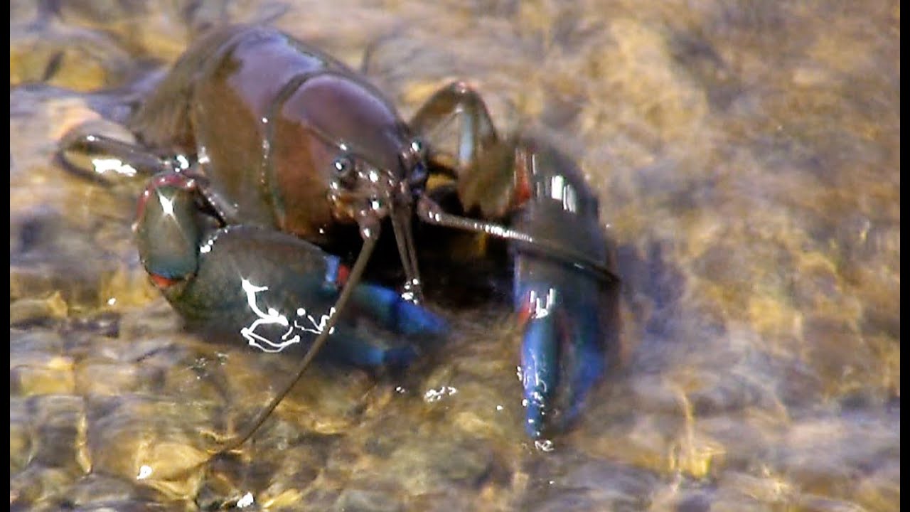 Yabbies (Cherax destructor) moving upstream at Nadgigomar Creek - YouTube