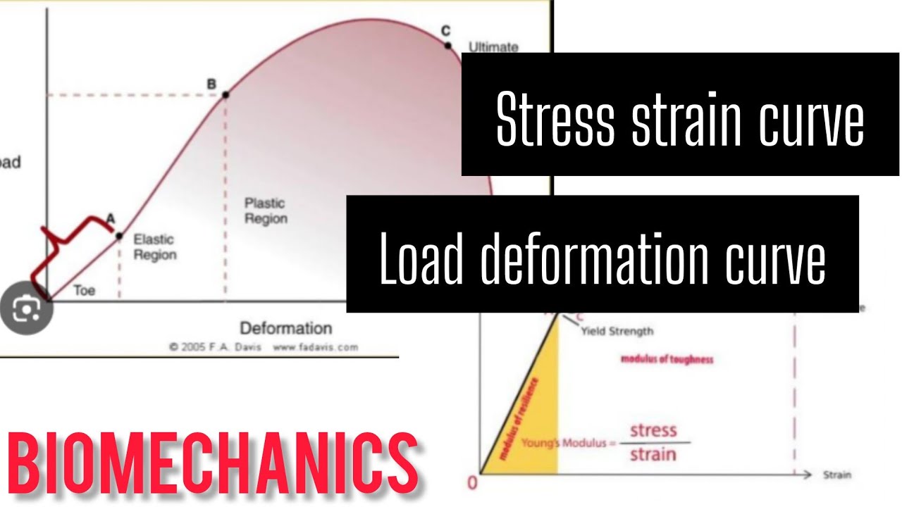 behavioural properties of connect8ve tissue,load deformation curve ...