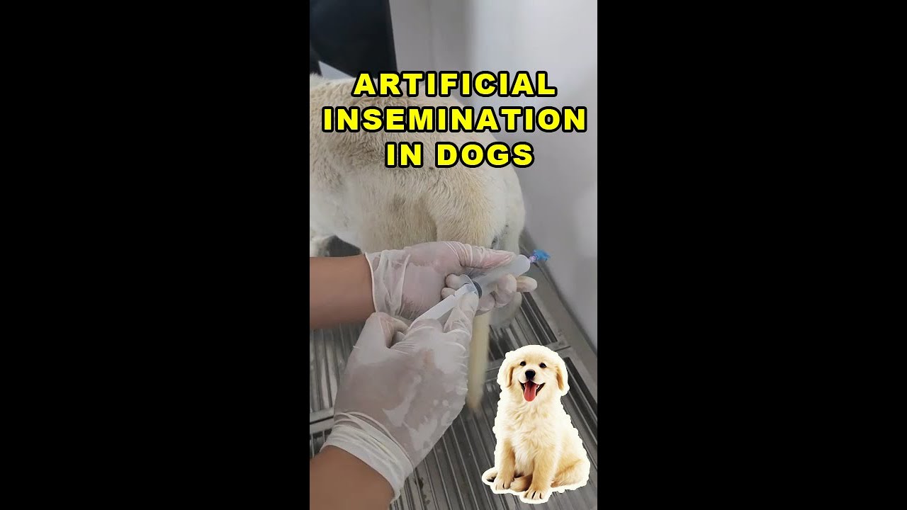 Desktop camera visual artificial insemination gun for Canine | Sperm AI ...