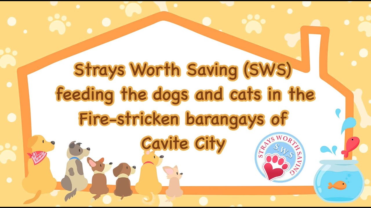 SWS feeding the dogs and cats in Cavite city - YouTube