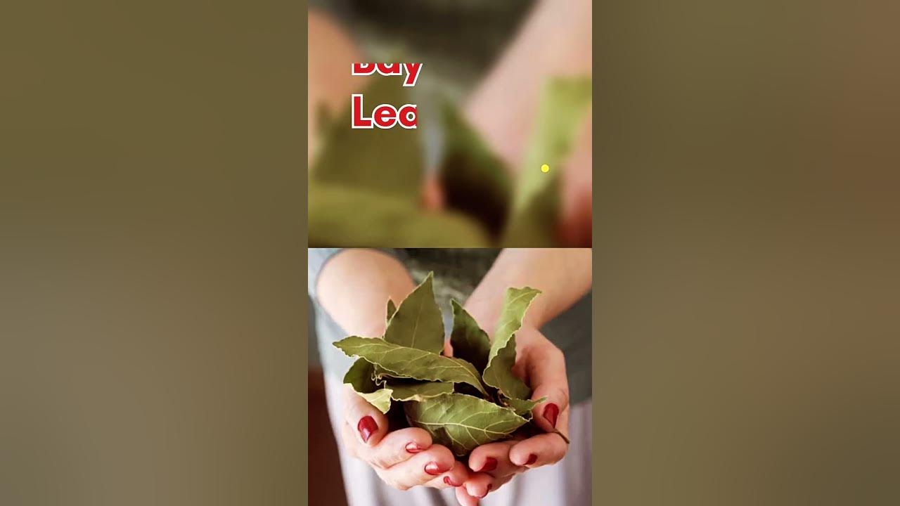 Bay Leaf Ritual I Full Moon Manifestation I Bay Leaf Manifestation - YouTube
