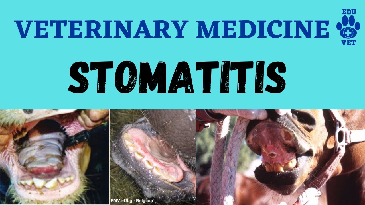 Stomatitis-Veterinary Medicine - YouTube