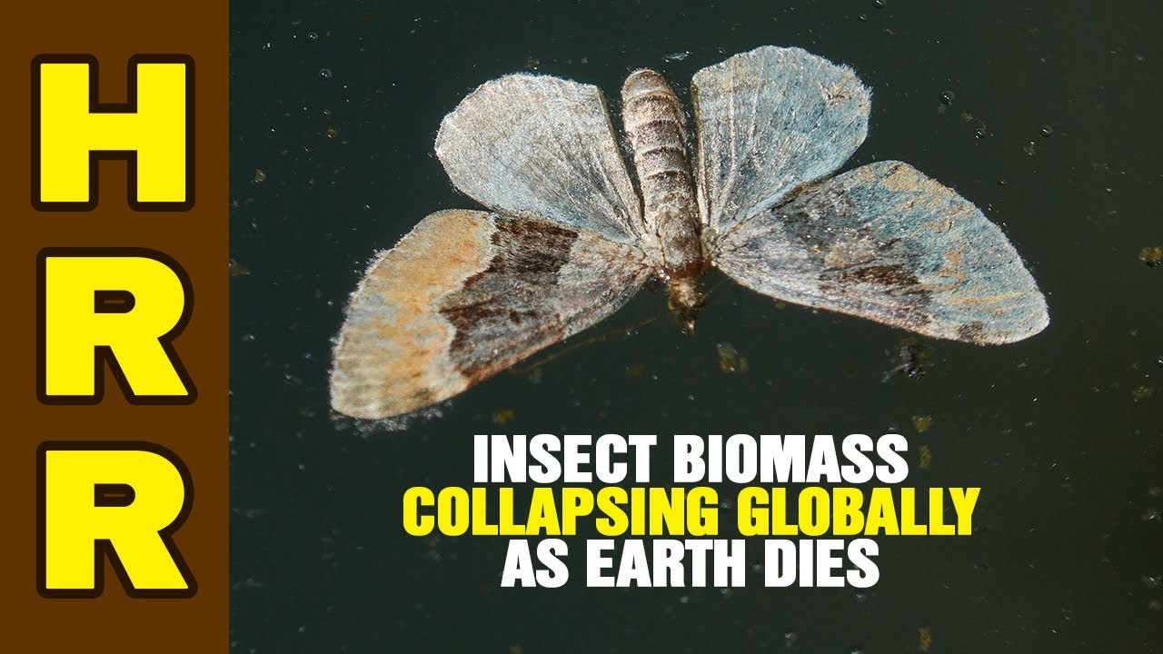 Insect biomass COLLAPSING globally as Earth's ecosystems DIE - YouTube