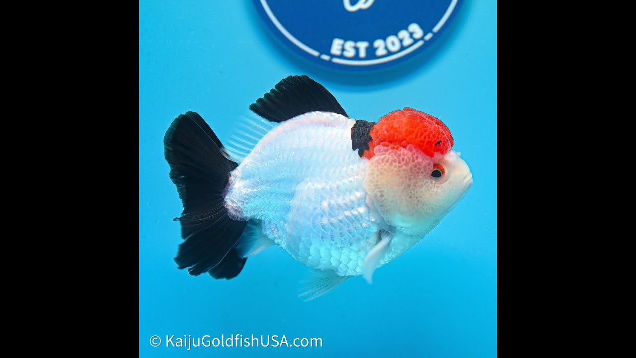 Red Cap Tricolor YuanBao Oranda 4in body (240607_OR05) - YouTube