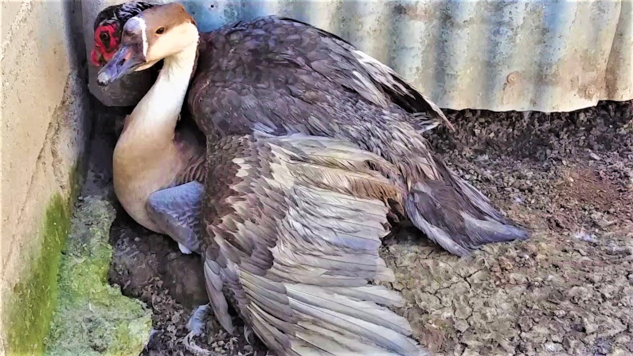 PIECES VIDEO-MEETING AFRICAN GEESE MUSCOVY DUCKS AFTER THE CREATE NEW ...
