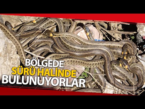 Brezilya'nın 'Yılan Adası' değil Yüksekova