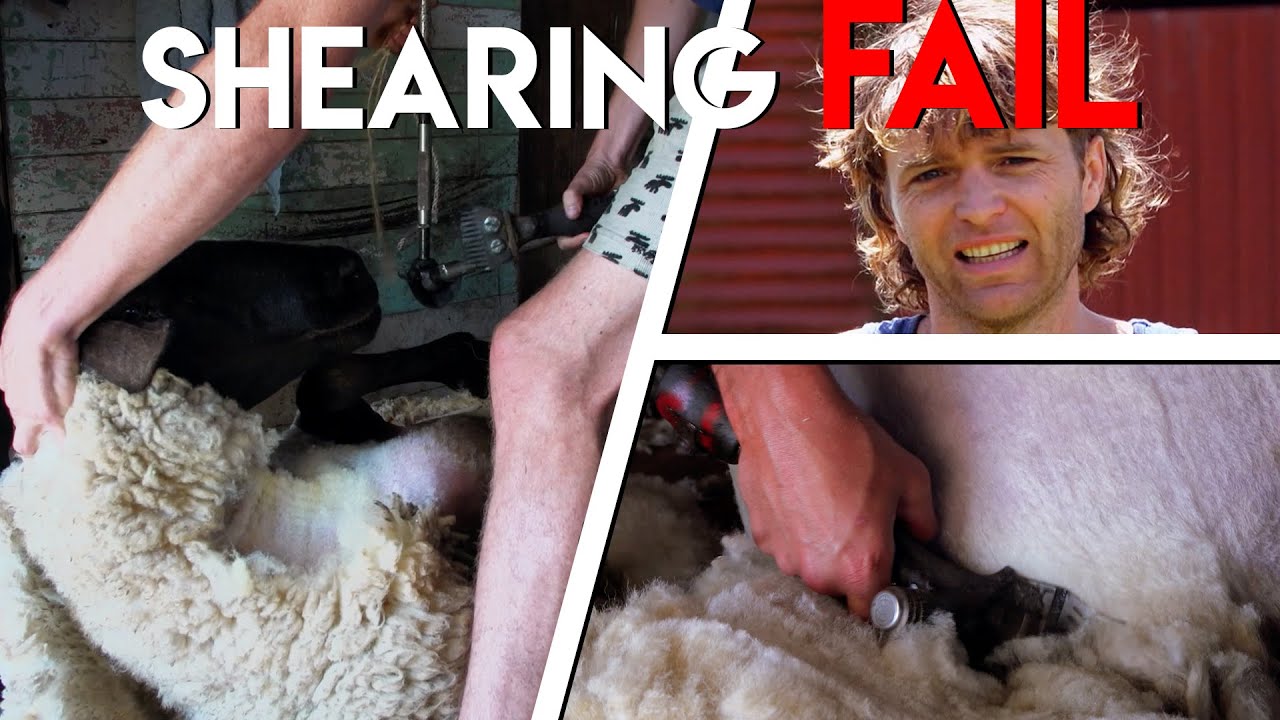 Sheep shearing fail - YouTube