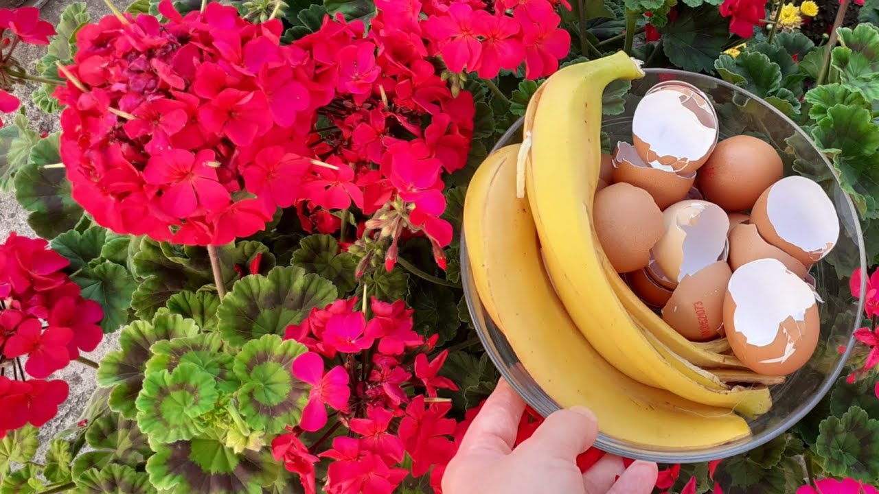 Lule Te Bukura Per Oborr