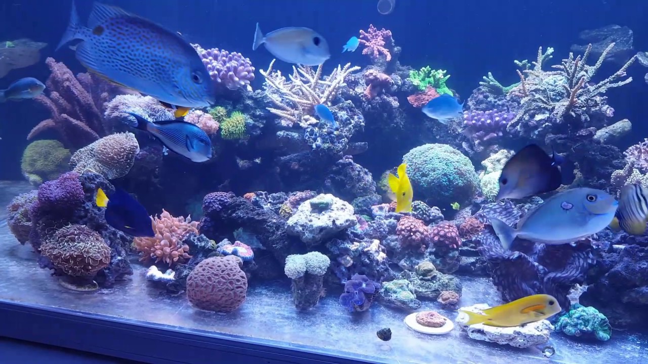 A little tour of my 400 gallon mixed reef tank! - YouTube