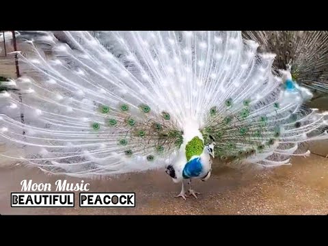 Beautiful Peacock