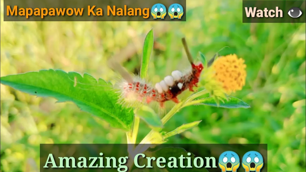 Amazing Creature /creation of God #amazing #nature #naturelovers#nice # ...