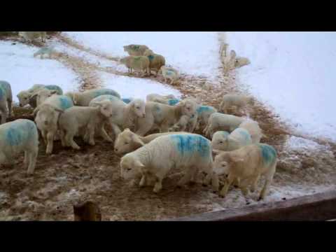 Winter Lambing Season At White Clover Sheep Farm - YouTube