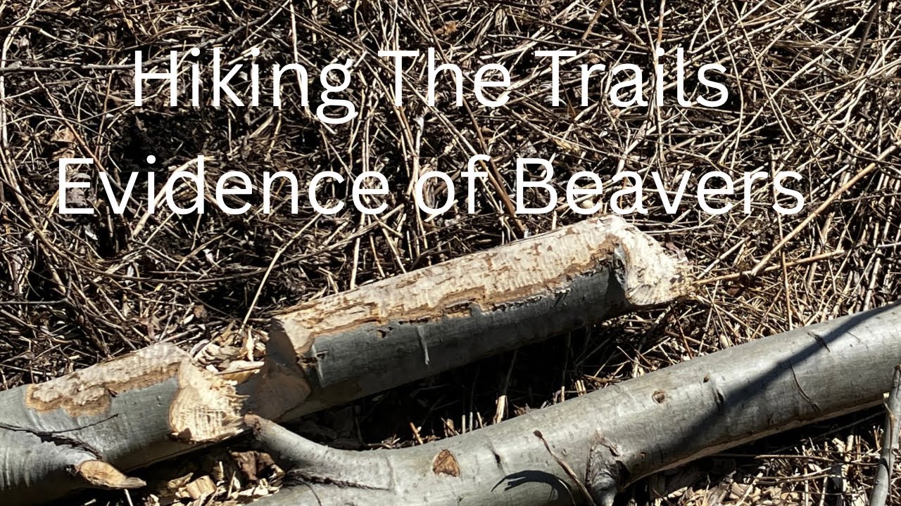 The Beaver Walk, Hiking the trails - YouTube
