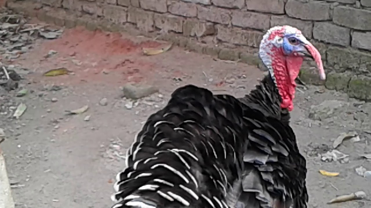 Real turkey dancing Songs for Children - turkey hokey pokey - YouTube
