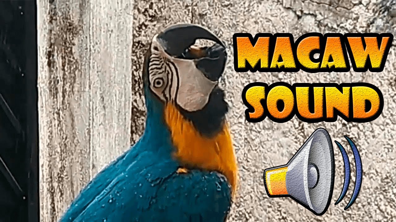 Macaw sound, Video macaw singing in nature (incredible) - YouTube