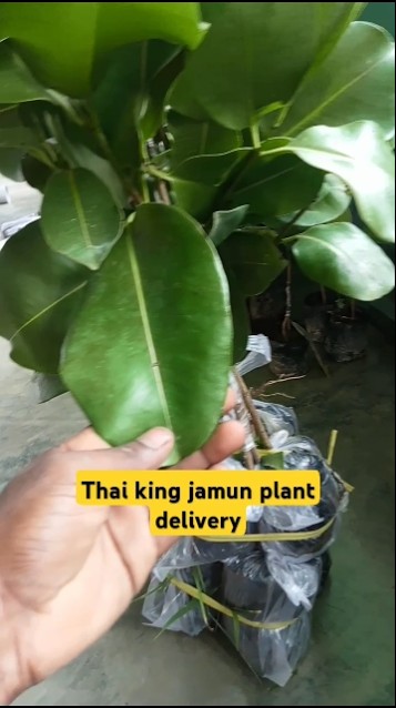 Thai King jamun ll kg 10 jamun firming in India 7478084530# jamun ...