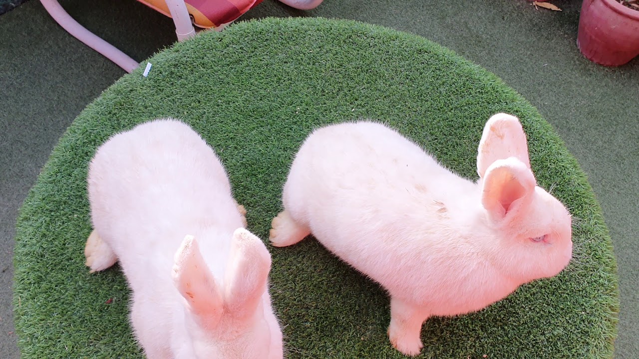 White vienna | rabbit farming pakistan | angora rabbit - YouTube