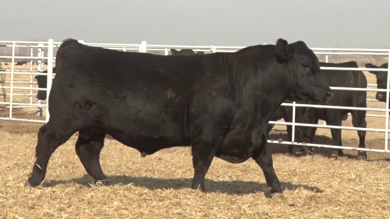 Express Ranches Lot 304 - YouTube