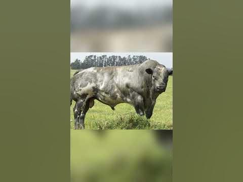 Настоящий бык-бодибилдер - YouTube
