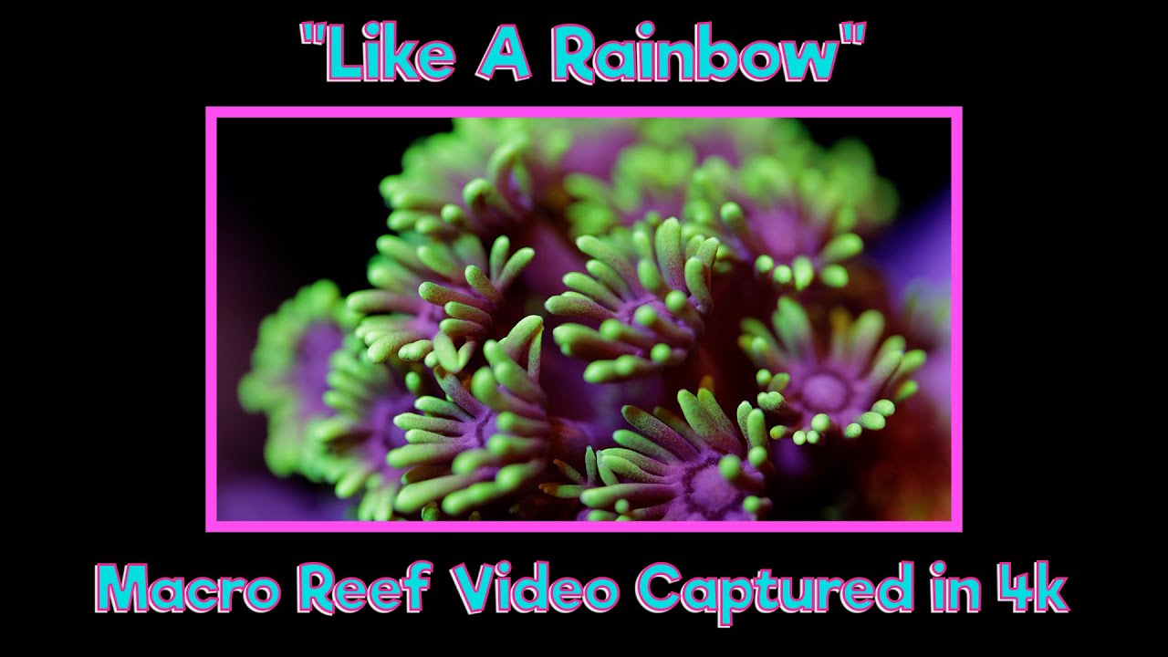 "Like A Rainbow" Macro Reef Video Captured in 4k - YouTube