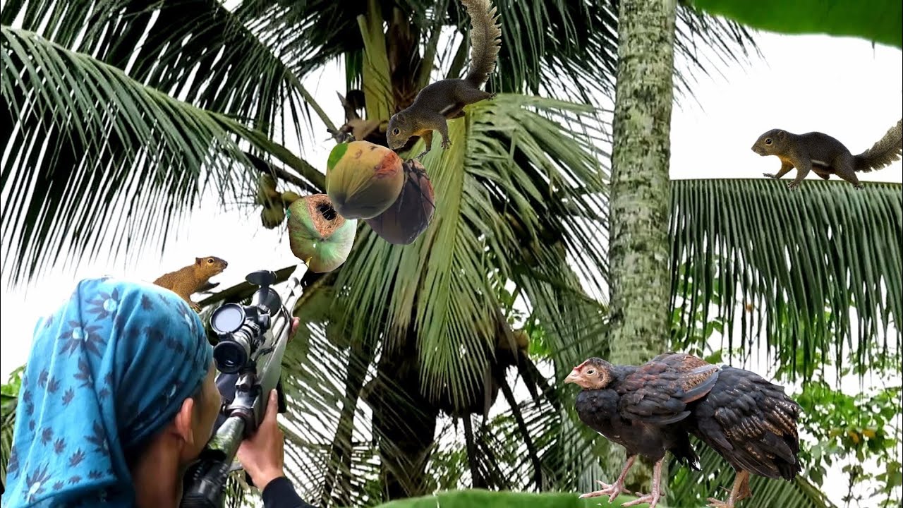 TUPAI PENGERAT POHON PINANG KETEMU AYAM ANEH.. - YouTube