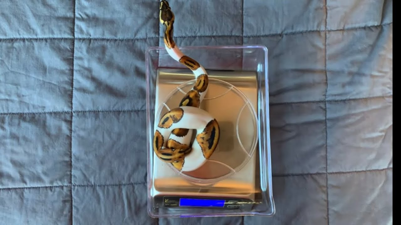 Start a ball python breeding business with me- Video 4 (UPDATE ON BABY ...