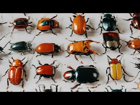 Top 50 Beetles Names | Top 50 Beetles Cipicies