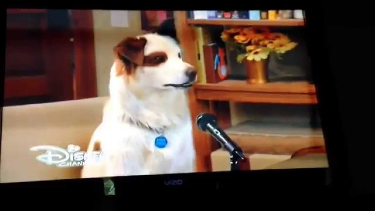 Funny Stan Moments from Dog With a Blog Only on Disney Channel ...