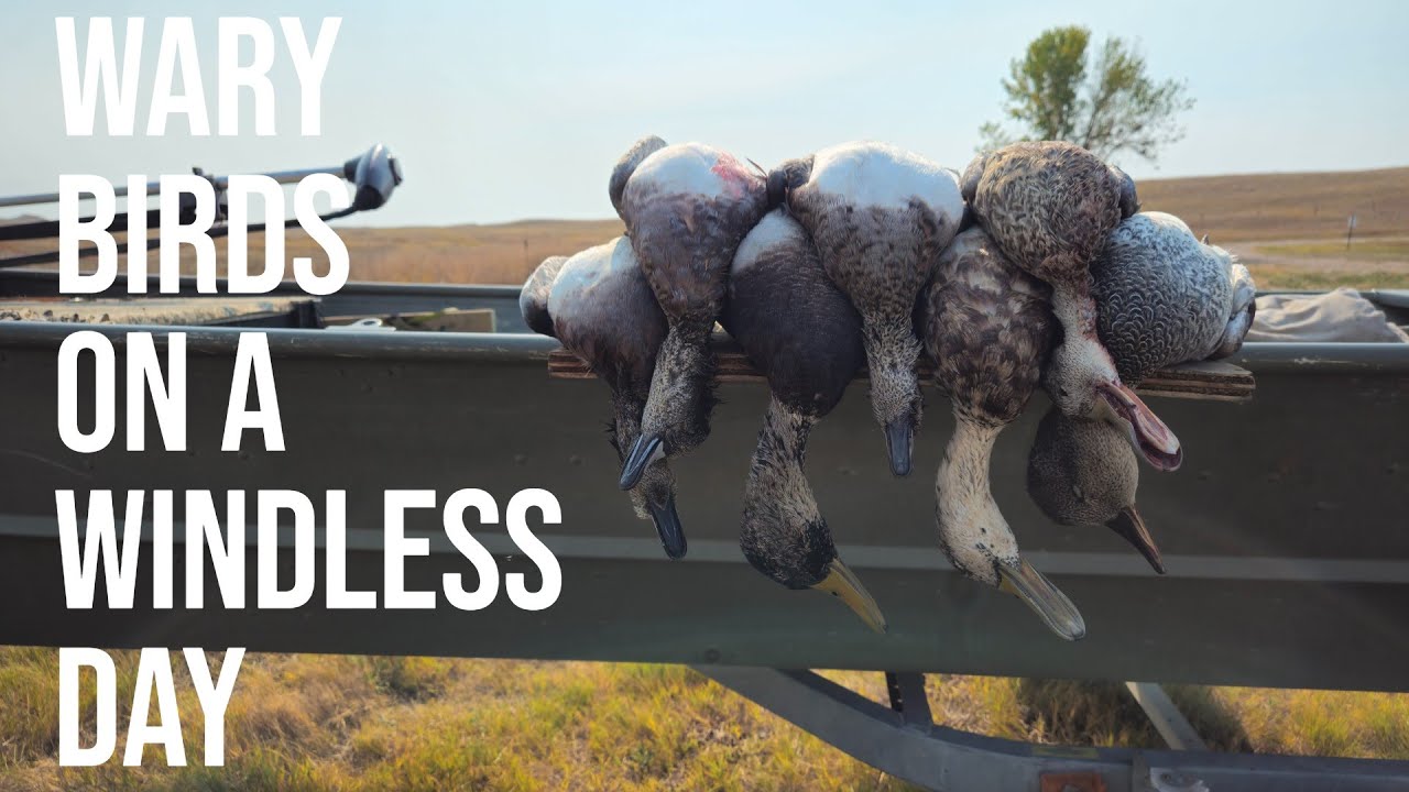 TRICKING WARY DUCKS ON A WINDLESS DAY! BIG GROUPS OF WIGEON COMING INTO THE MARSH! - YouTube