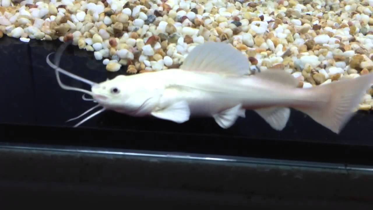 Platinum Redtail Catfish - YouTube