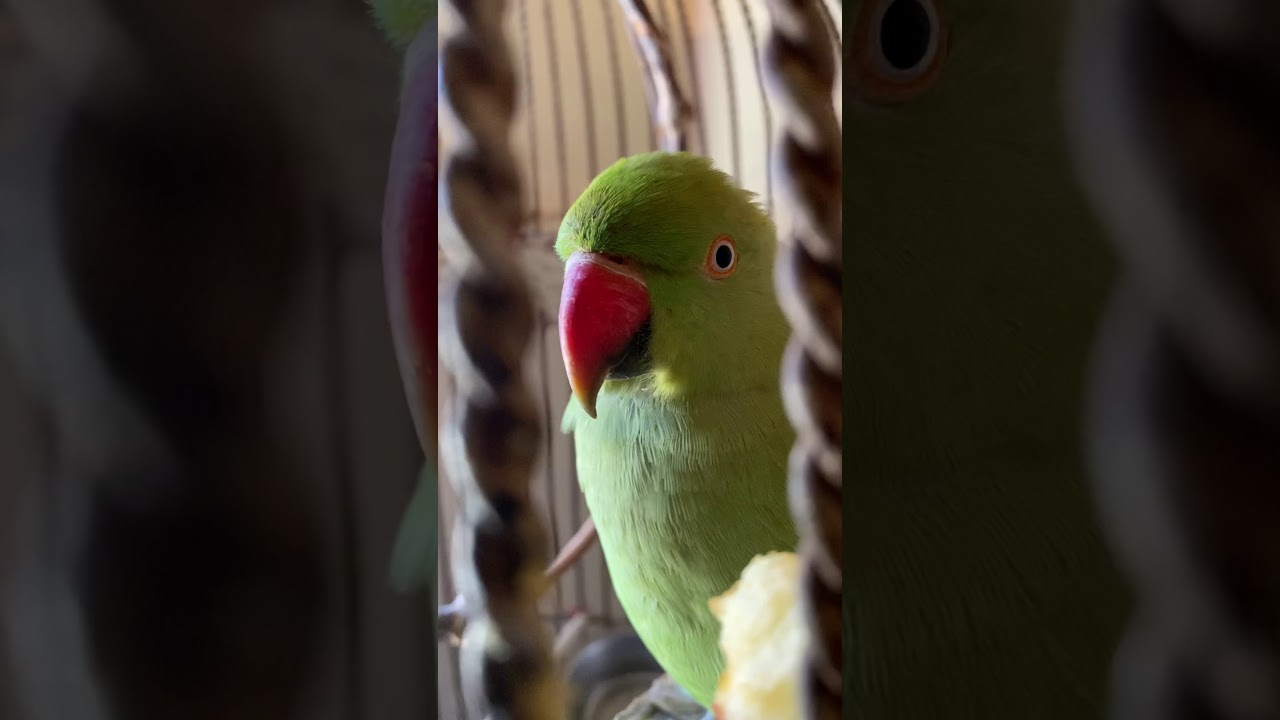 My parrot listening to my whistle - YouTube