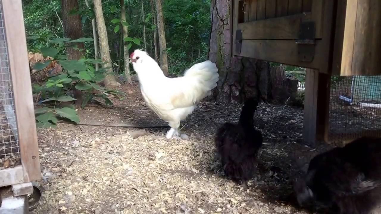 Silkies & Hybrids - YouTube