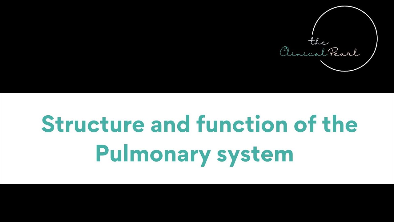 Structure and Function of the Structure and Function of the Pulmonary ...
